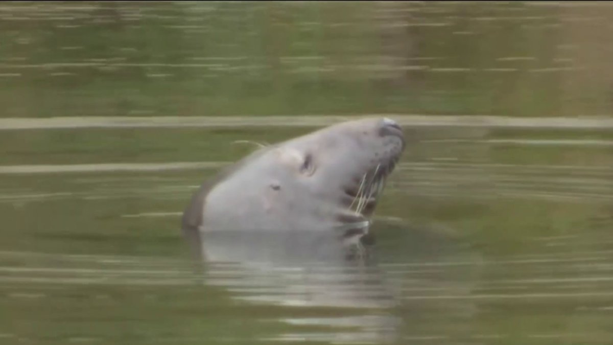WATCH: Seal Hanging Out in Beverly’s Shoe Pond – NBC Boston