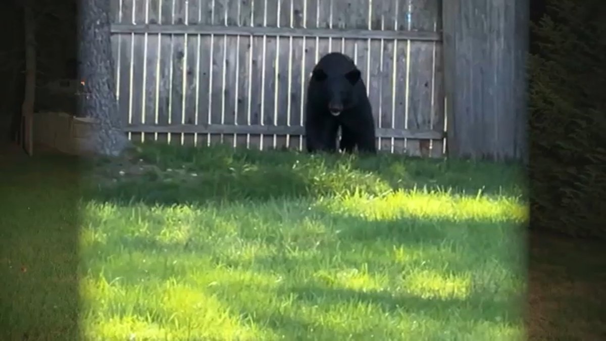 Bear Spotted Wandering Around Peabody Neighborhood – NBC Boston
