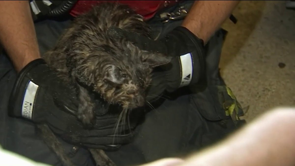 Everett Cats Rescued From Fire in Apartment Building – NBC Boston