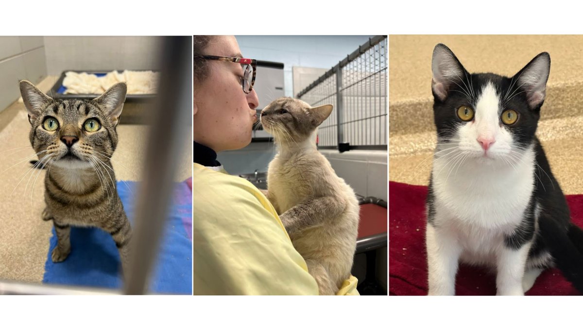 More Cats Saved From Flood-Hit Kentucky Going Up for Adoption in Mass ...