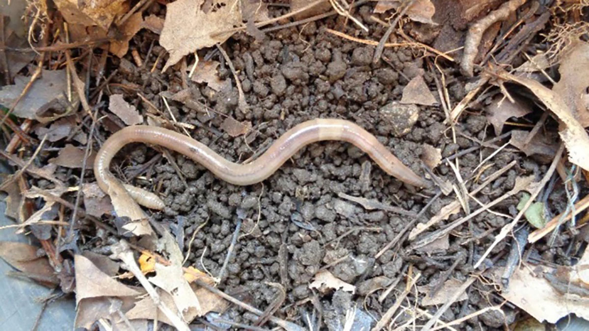 The Next Invasive Garden Threat? A Slithering, Jumping Worm – NBC Boston