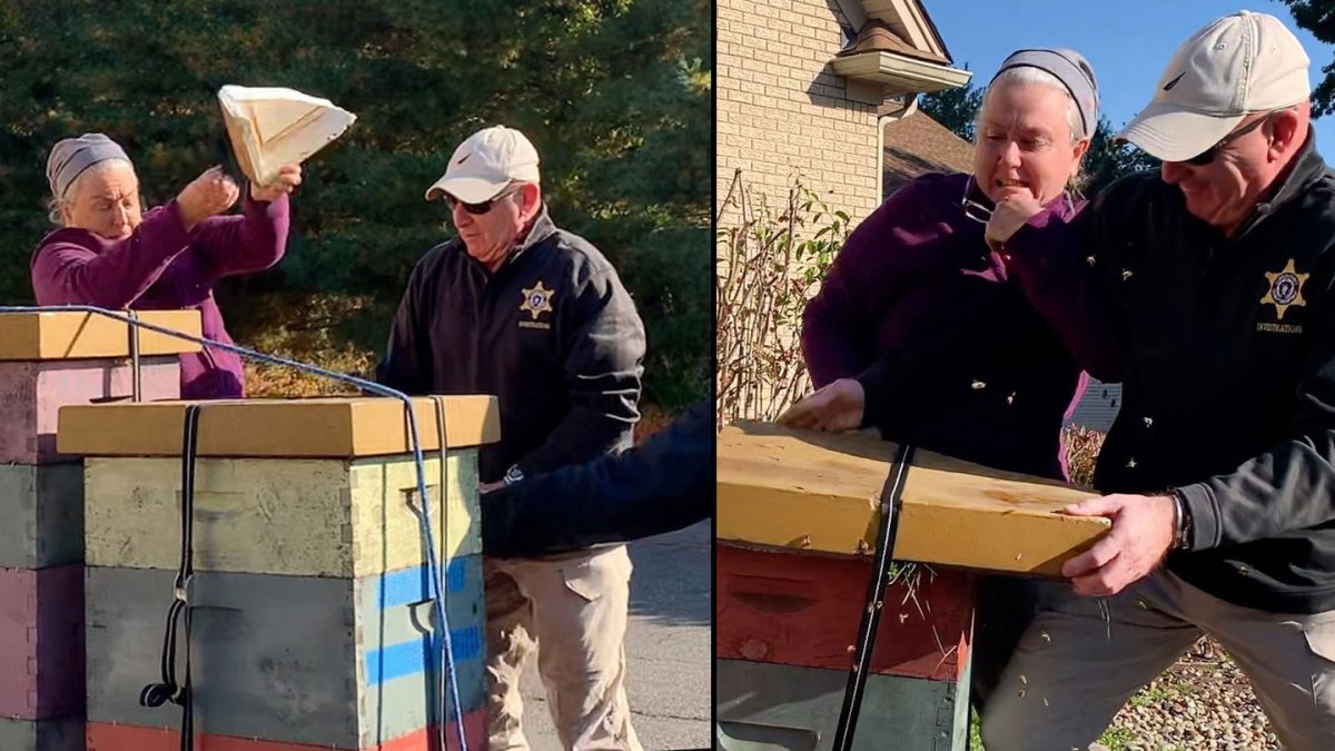 Longmeadow MA Bee Attack: Woman Facing Charges for Unleasing Hive on ...