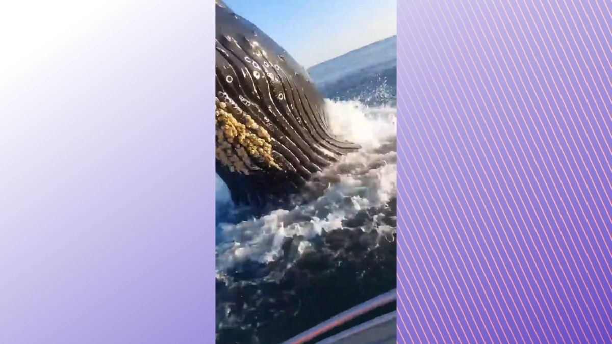 Humpback Whale Surprises Fishermen, Nearly Comes Aboard Boat – NBC Boston