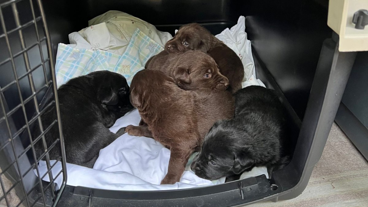 Monadnock Humane Society Animal Neglect Investigation Leads to Rescue ...