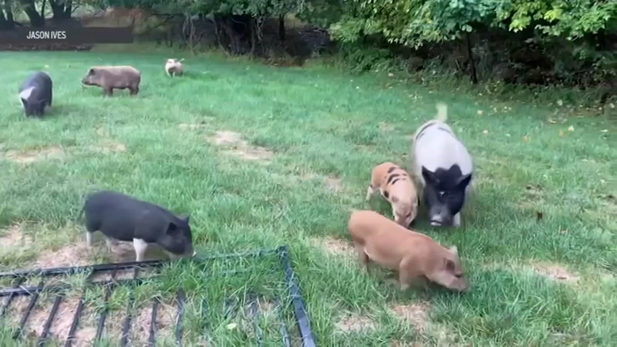 Pigs Wandering Free Around NJ Rescued Weeks Later – NBC Boston