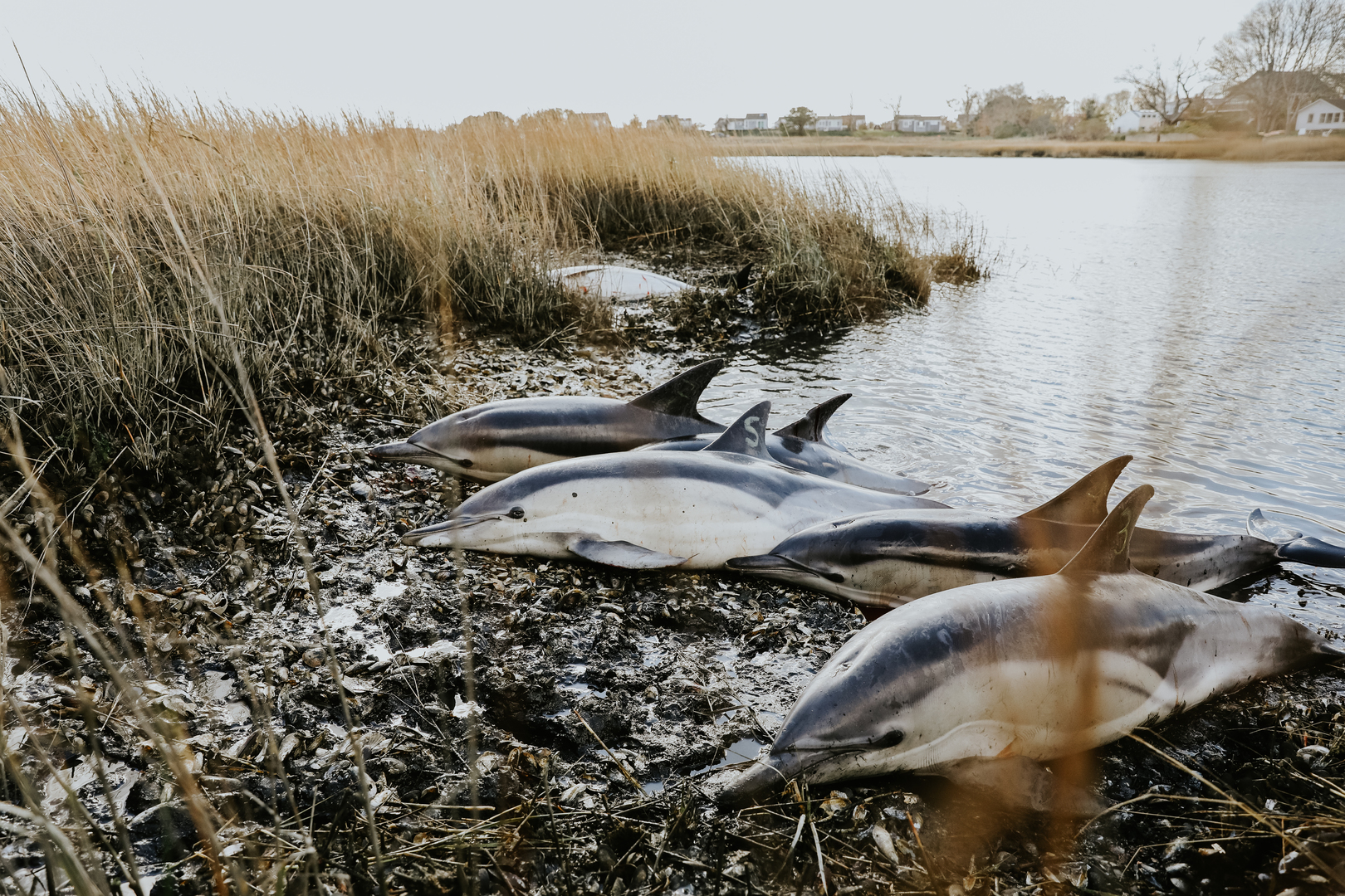 Wellfleet Harbor: 8 Dolphins Strand, 1 Euthanized – NBC Boston