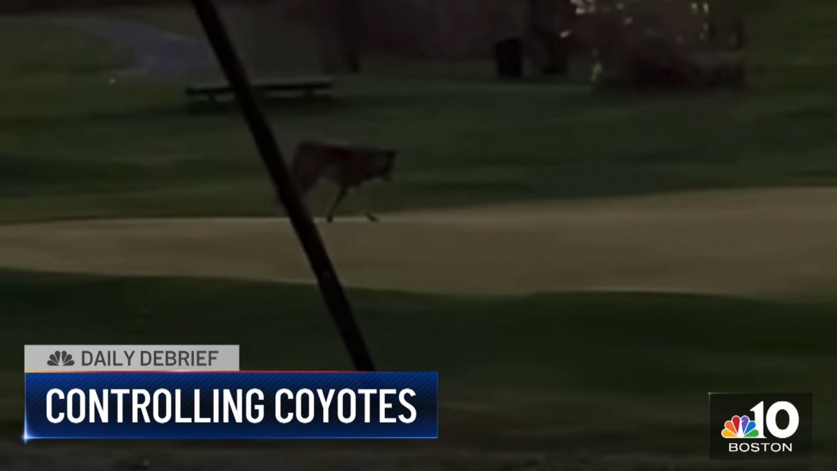 Town Plans to Shoot and Kill Coyotes – NBC Boston