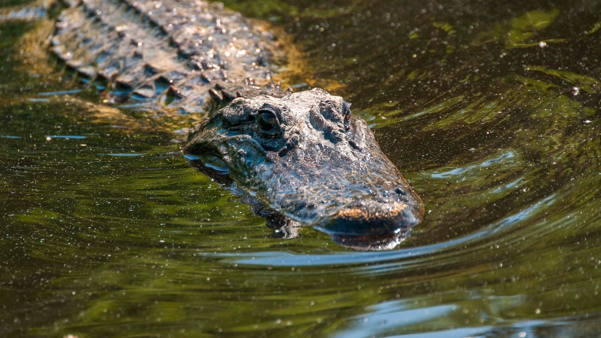 Alligator Attacks Man Washing His Hands in a Florida Pond – NBC Boston