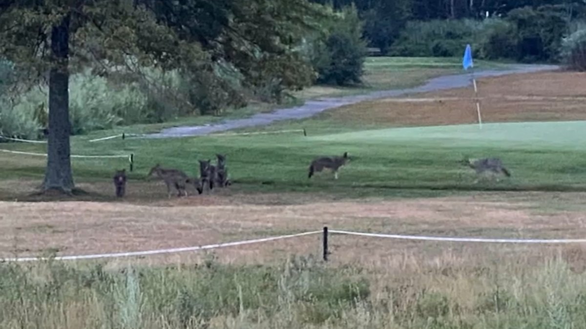 Nahant Residents Haven’t Seen a Change in Coyote Activity Since ...