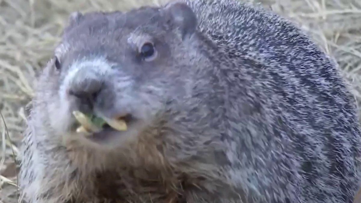 Ms. G the Groundhog Predicts an Early Spring – NBC Boston