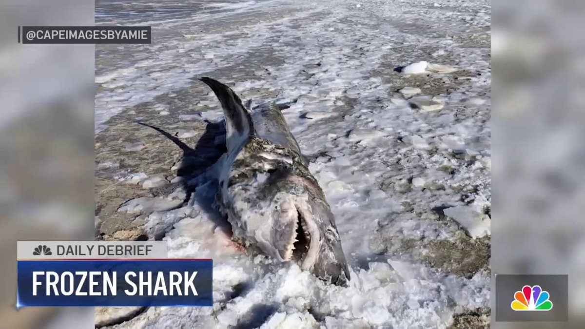 Frozen Shark Discovered on Cape Cod Sparks Investigation – NBC Boston