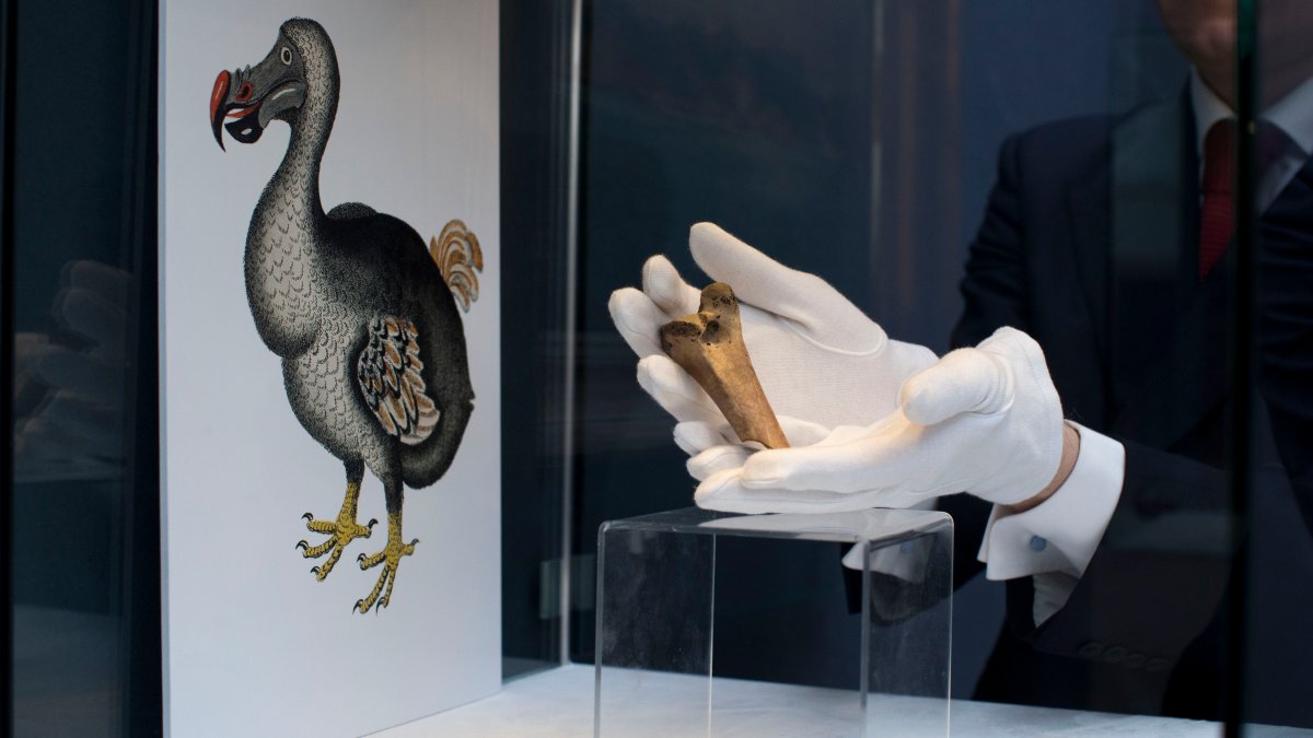 Scientists Want to Bring Dodo Bird Back From Extinction – NBC Boston