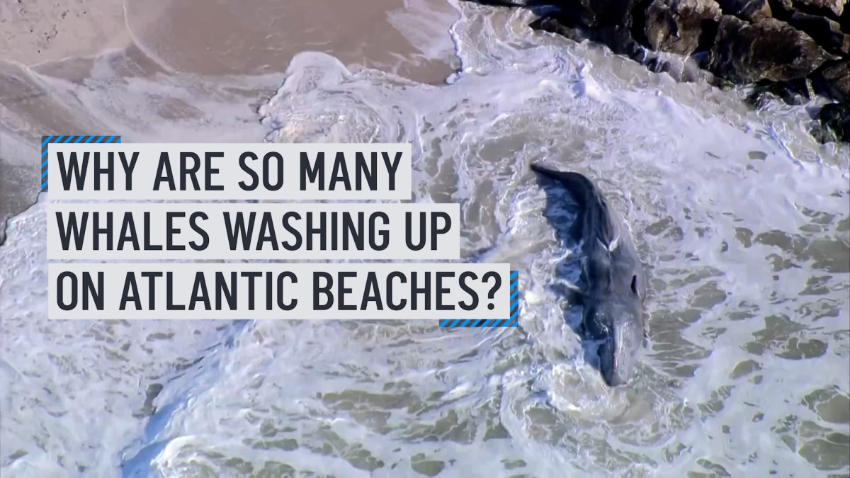 Why Are So Many Dead Whales Washing Up on Atlantic Beaches? – NBC Boston
