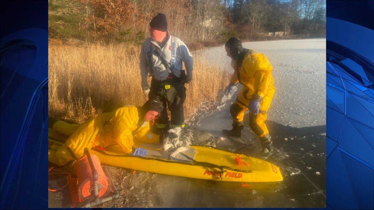 PIC: Dog Rescued From Icy Pond in Wareham, MA – NBC Boston