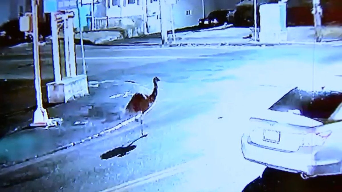 Escaped Emu Caught on Camera Running Through Brockton – NBC Boston