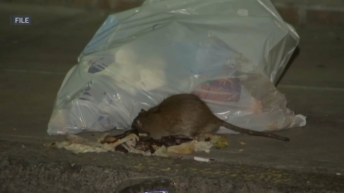 Braintree Town Councilor Proposes Using Birth Control to Curb Rat ...