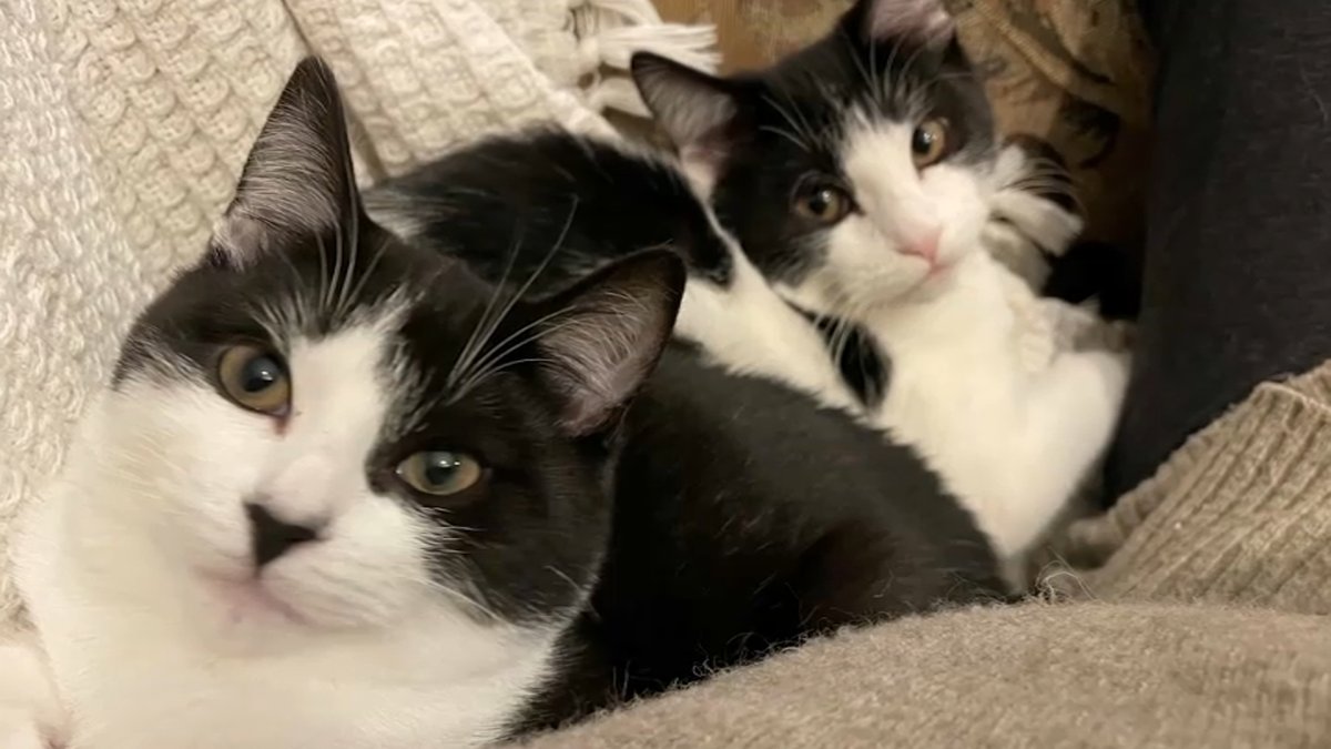 Forever Home Sought for 2 Inseparable Kitten Brothers — 1 With Special ...