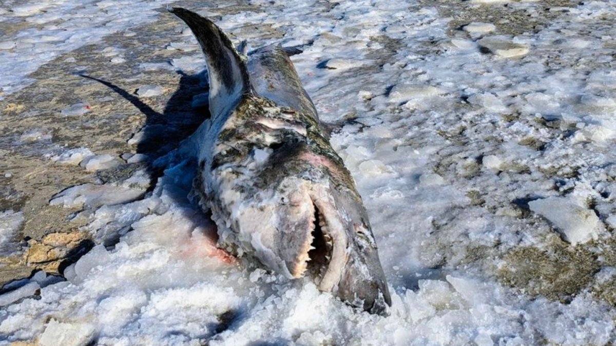 Frozen Shark Cape Cod: Porbeagle Shark Washes Up on Cold Storage Beach ...