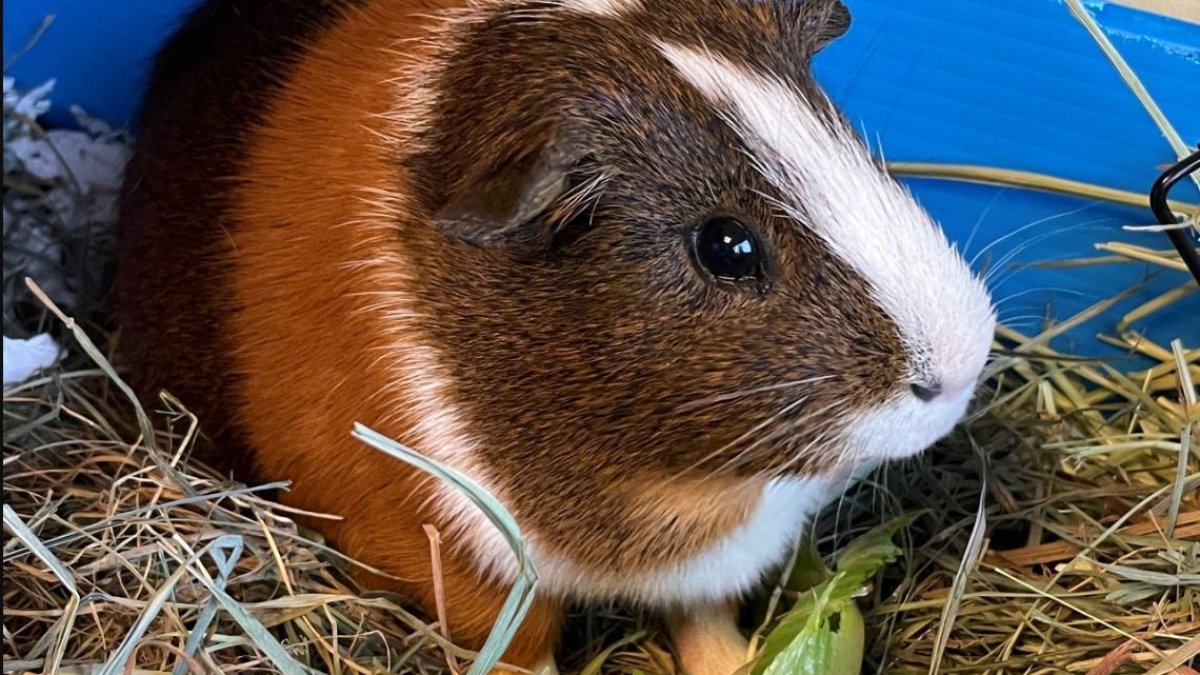 Boston ban on sale of guinea pigs in pet stores – NBC Boston