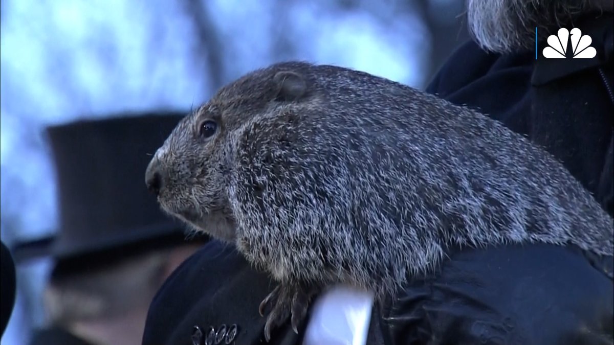 Punxsutawney Phil Emerges on Groundhog Day 2023 – NBC Boston
