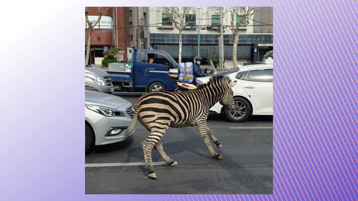 Zebra Runs Through Streets After Escaping South Korea Zoo – NBC Boston