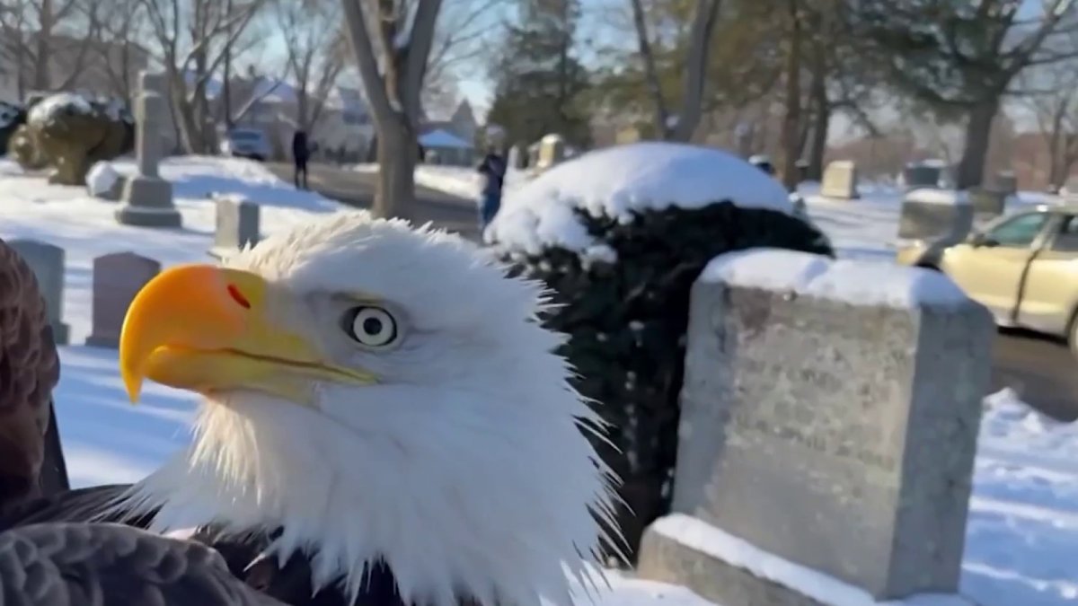 Calls for Ban on Certain Poisons Grow After Death of Bald Eagle – NBC ...