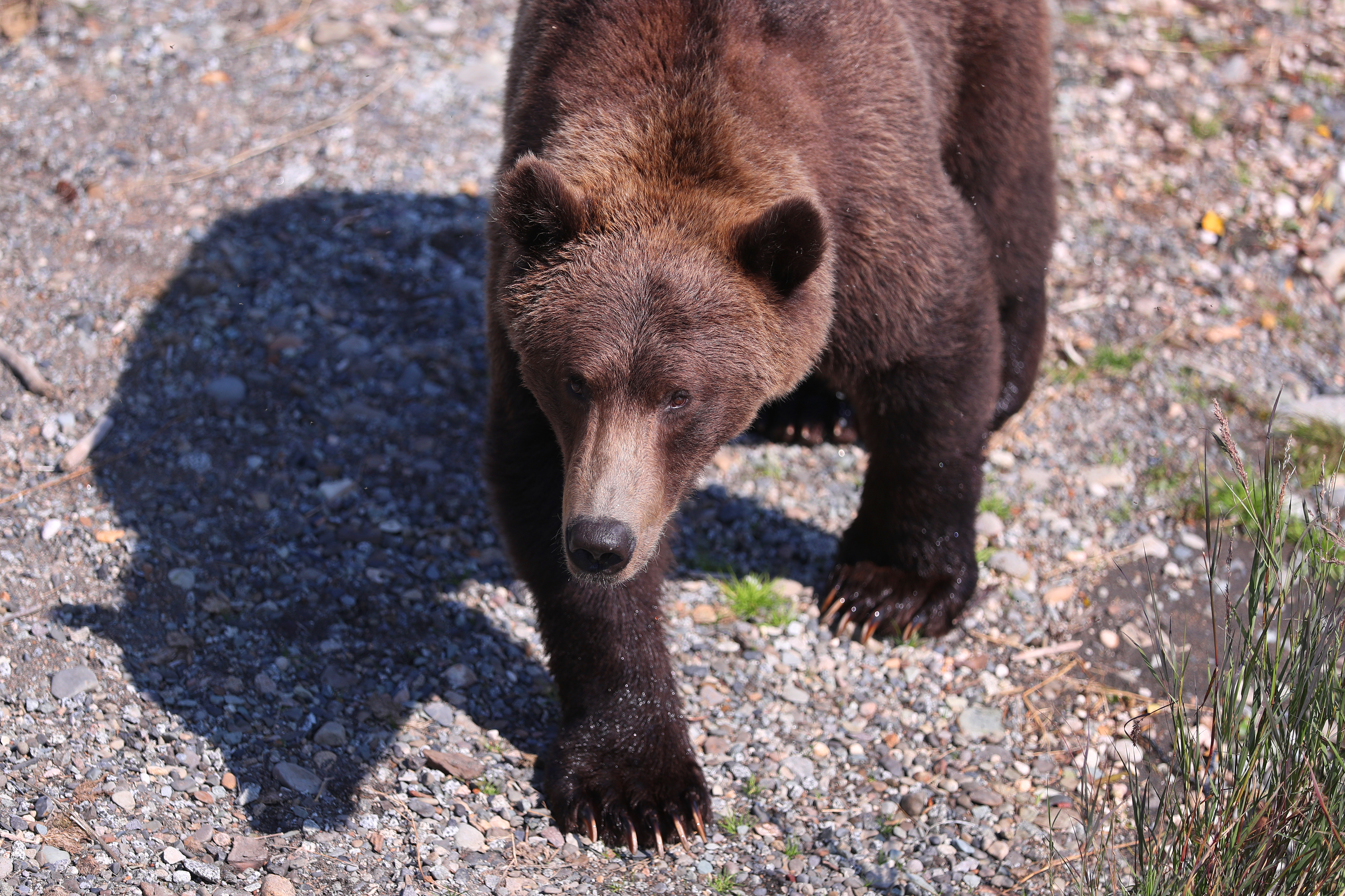 National Park Service’s Peculiar Bear Safety Tweet – NBC Boston