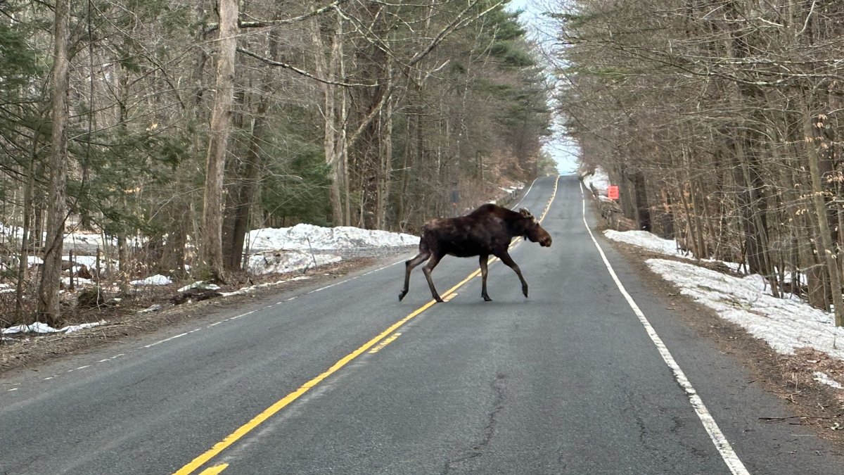 Two Moose Caught on Camera in Connecticut – NBC Boston