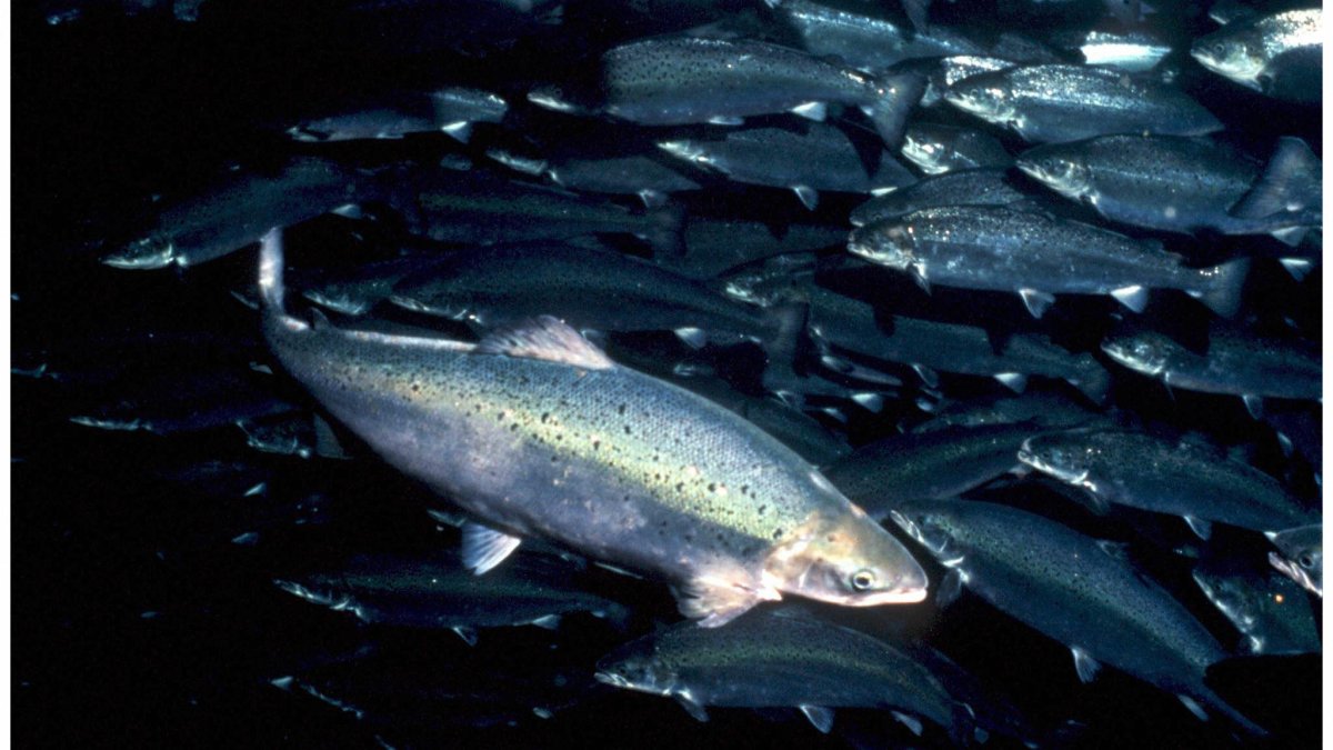 1st Ocean Fish Farm Proposed for East Coast Off New England – NBC Boston