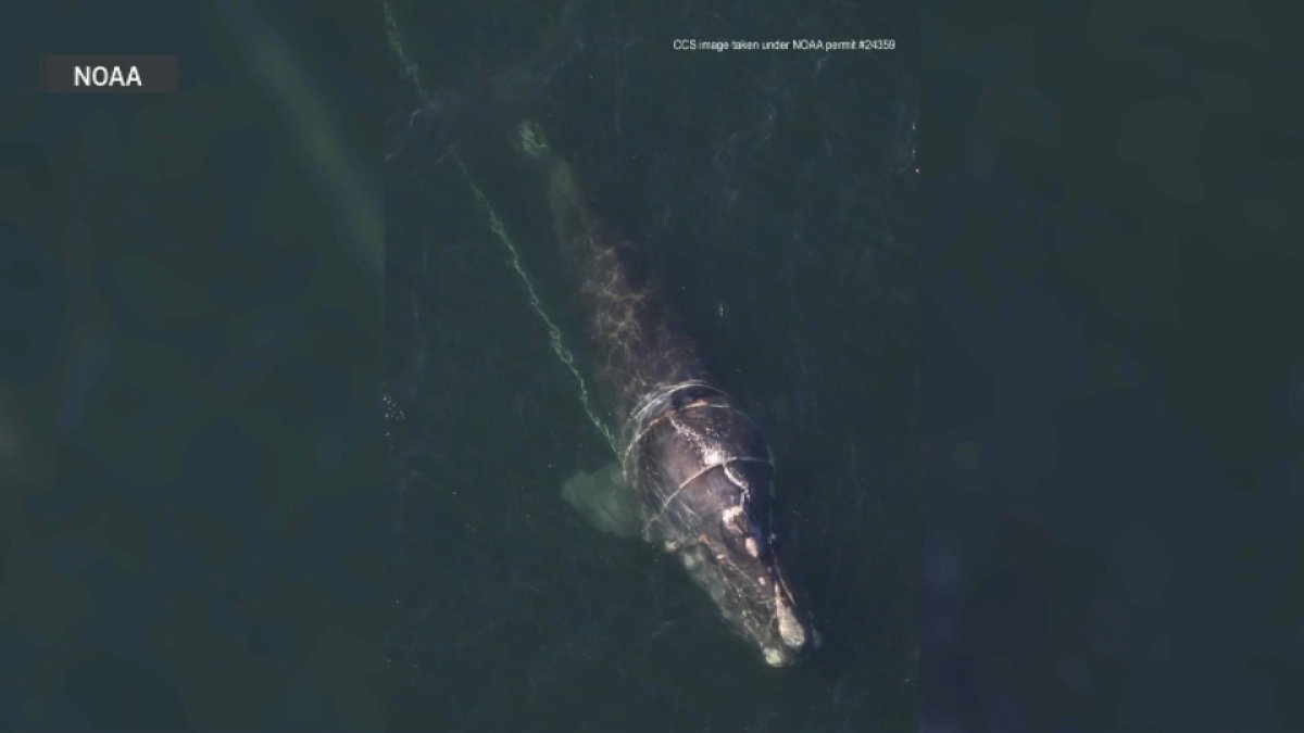 North American Right Whale Remains Entangled in Cape Cod Bay – NBC Boston