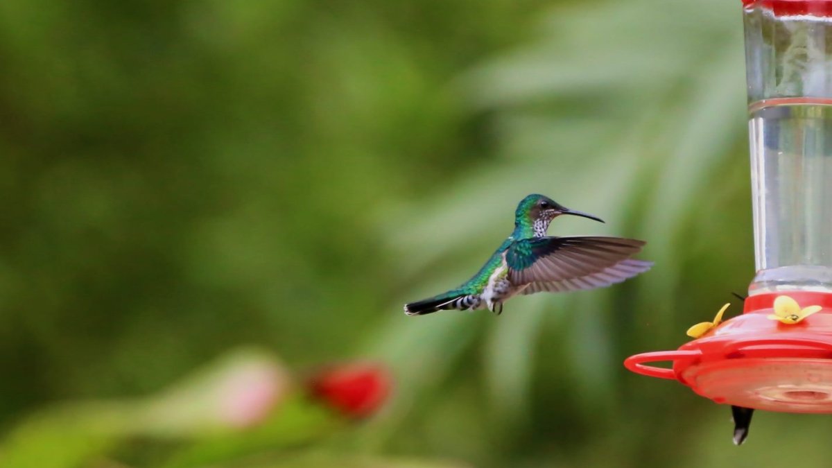 MAP: When Will the Hummingbirds Be in My Area? – NBC Boston