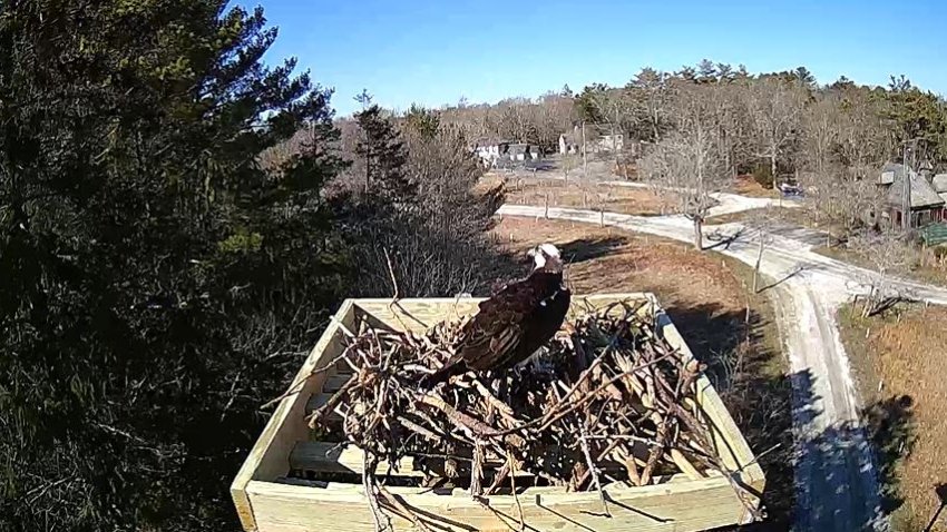Cape Cod Osprey Livestream Video – NBC Boston