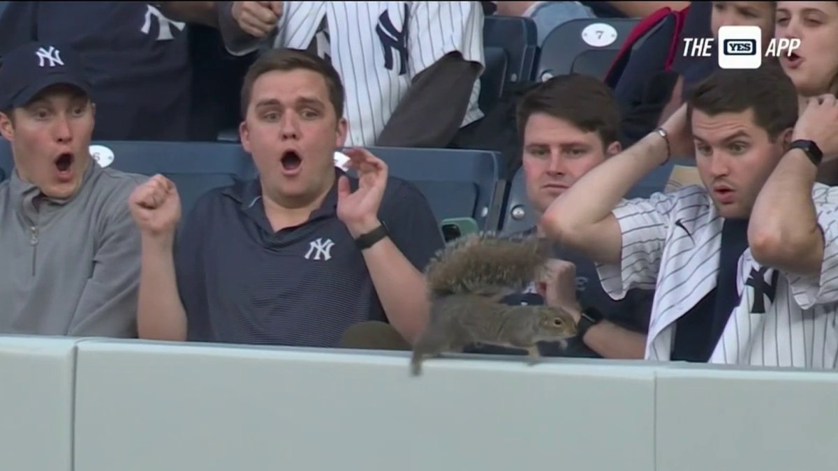 Squirrel Steals the Show at Yankee Stadium – NBC Boston