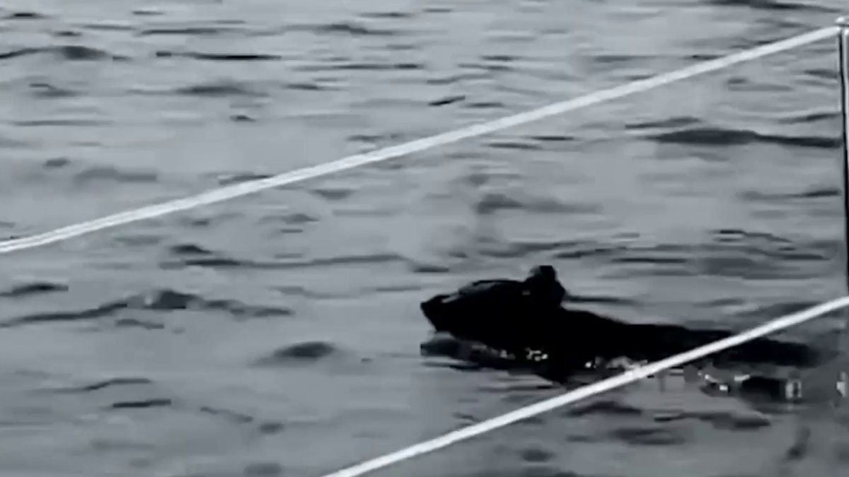 Bear Spotted in Swimming in Sippican Harbor – NBC Boston