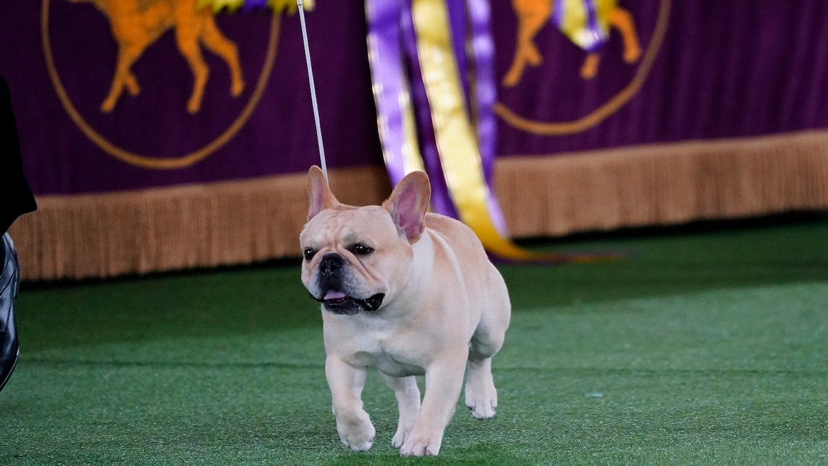 America’s Favorite Dog Breed, the Frenchie, Is a Dog-Show Contender ...