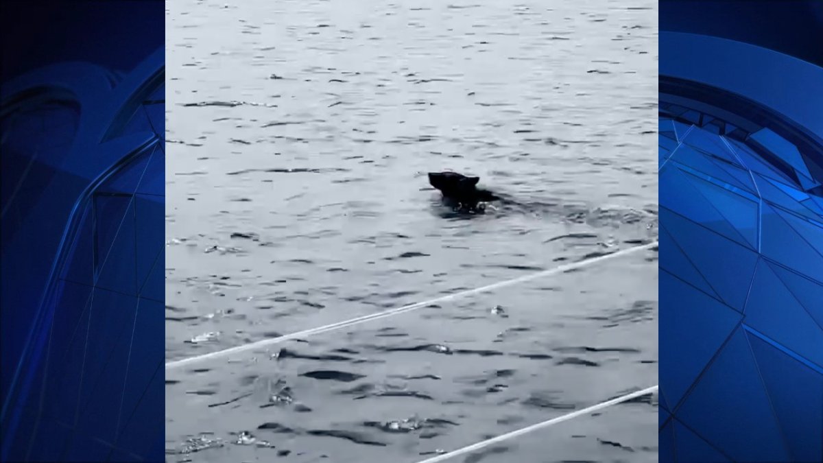 VIDEO: Bear Swims in Marion’s Sippican Harbor – NBC Boston