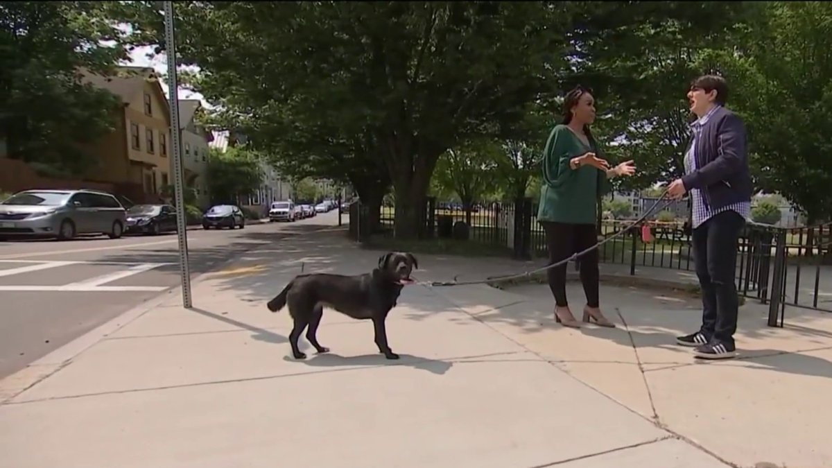 Sue O’Connell Chased by Coyote in Boston – NBC Boston
