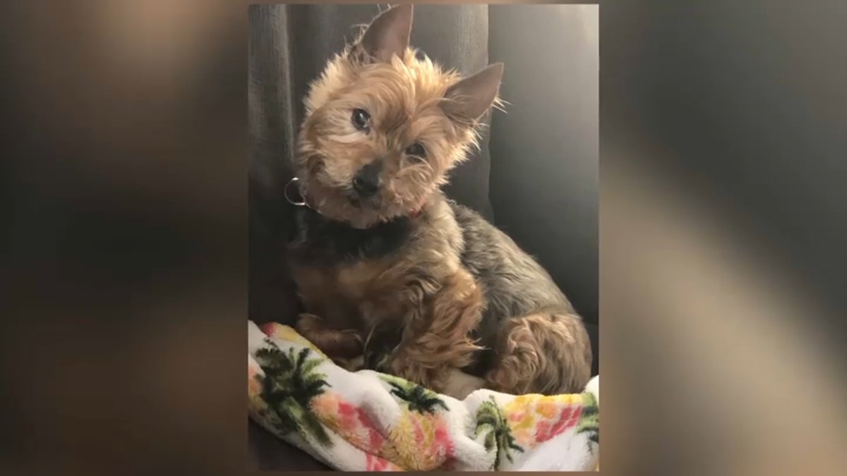 Coyote Kills Dog in Nahant Months After Town Called in Sharpshooters ...