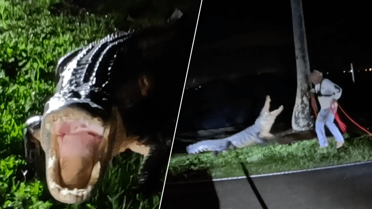 Video of Huge Florida Alligator Lunging at Trappers in Miami-Dade – NBC ...