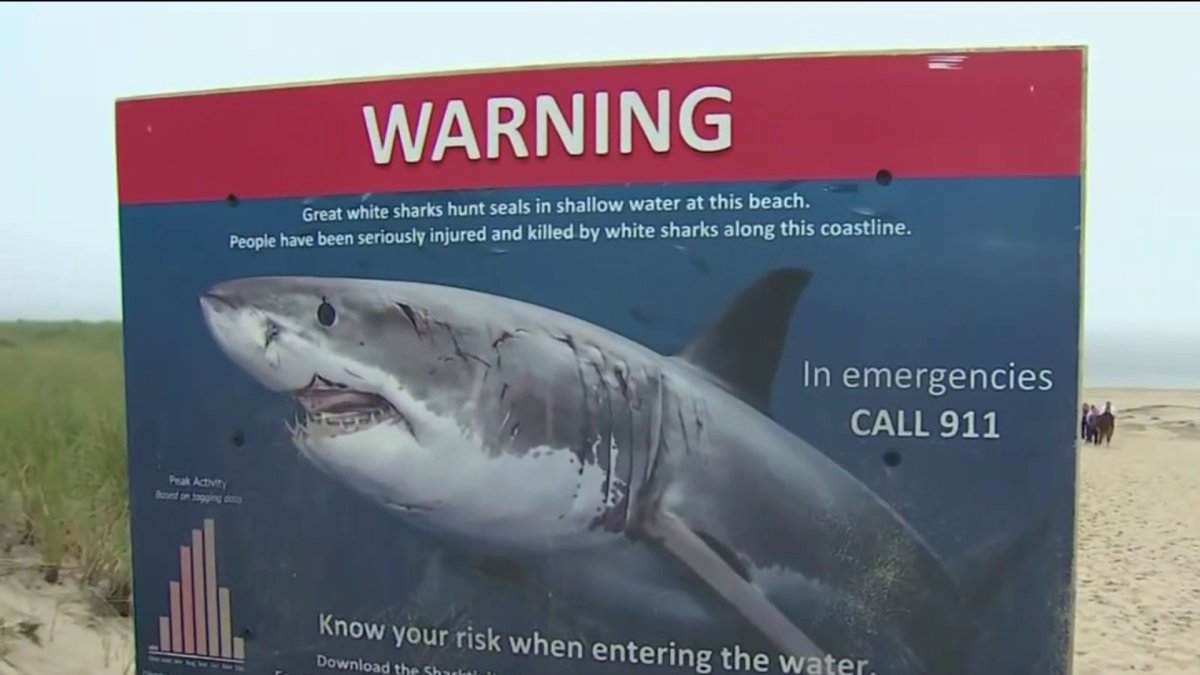 Scientists and beach-goers prepare for peak shark season on Cape Cod ...