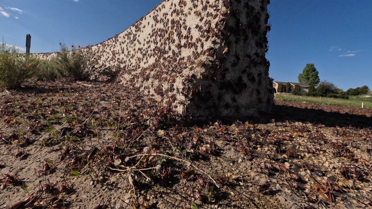 Mormon crickets invade town of Elk, Nevada – NBC Boston