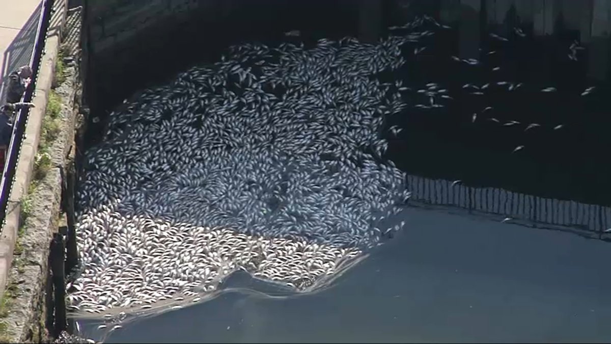 Thousands of dead fish fill Salem Harbor near Pickering Wharf – NBC Boston
