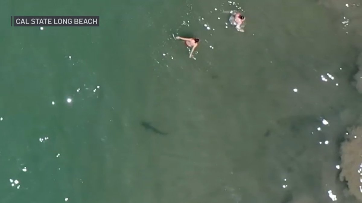 Sharks get close to swimmers more often than you might think, study ...