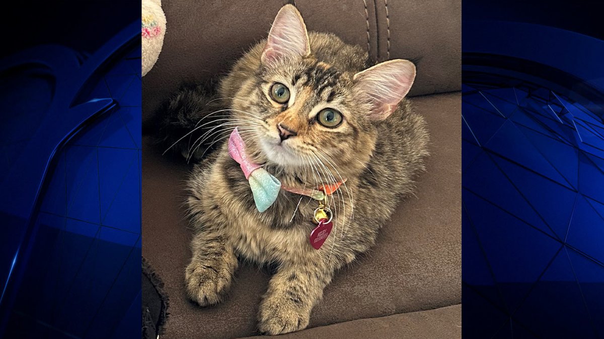 Hollis, NH missing kitten: Woman arrested but cat not found – NBC Boston