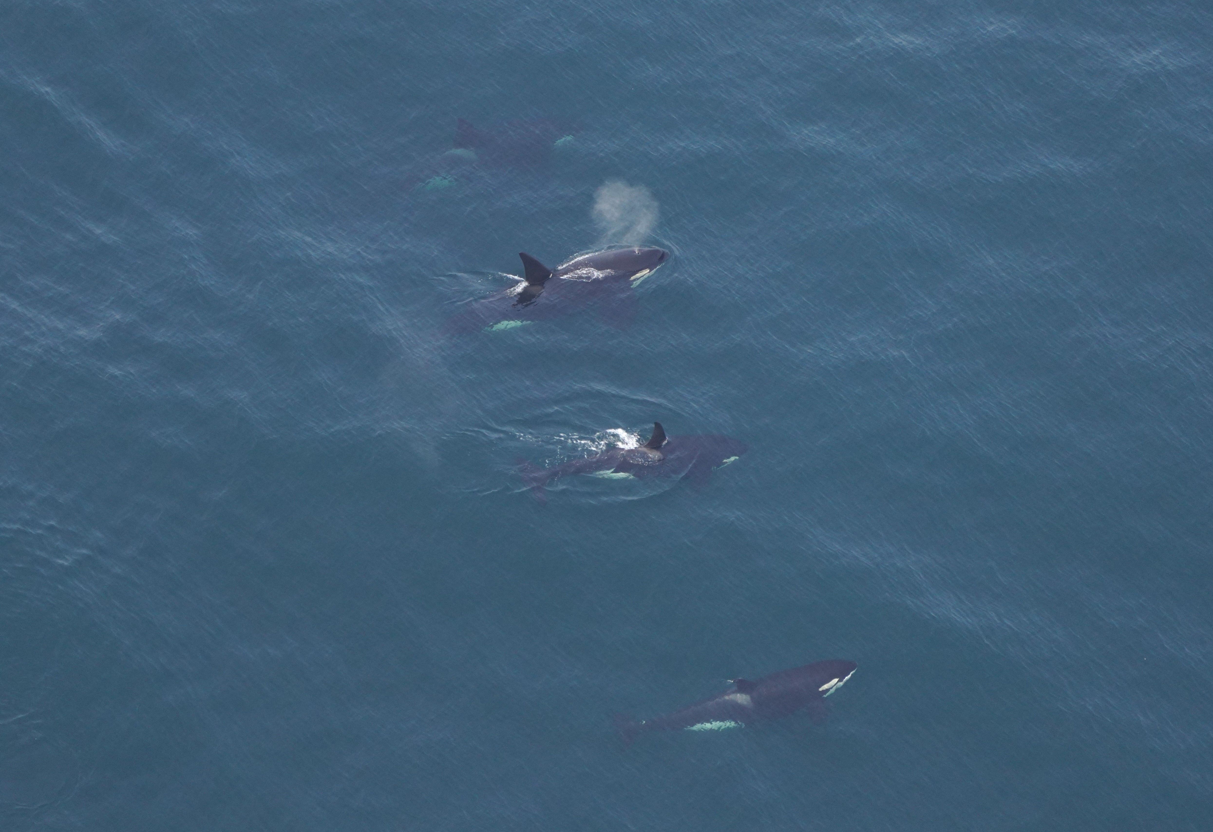 Orca and dolphin seen hanging out off Cape Cod: See video, photos – NBC ...