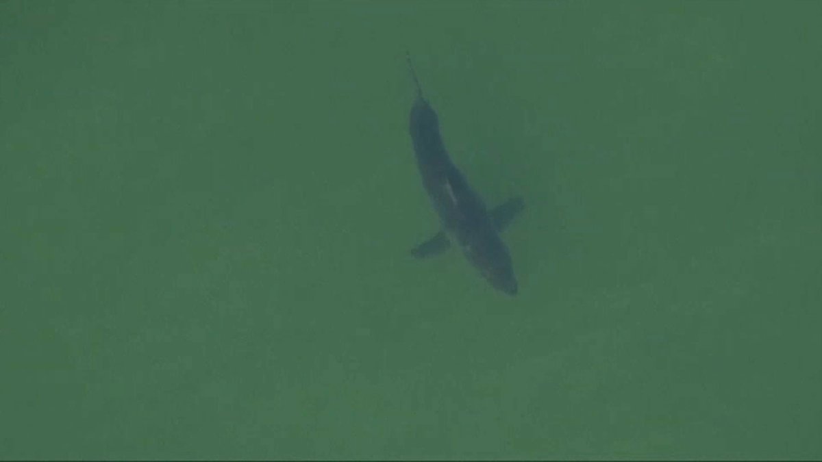 Cape Cod sharks returning for summer season – NBC Boston