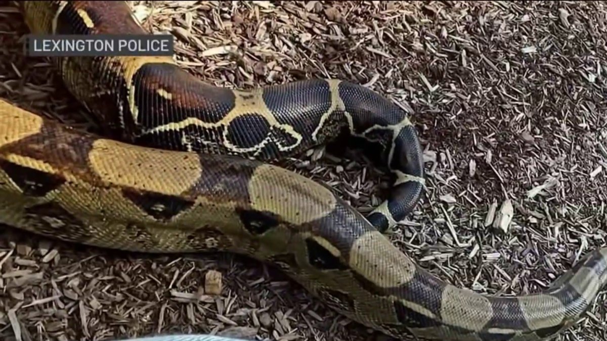 Boa constrictor spotted slithering in Lexington – NBC Boston