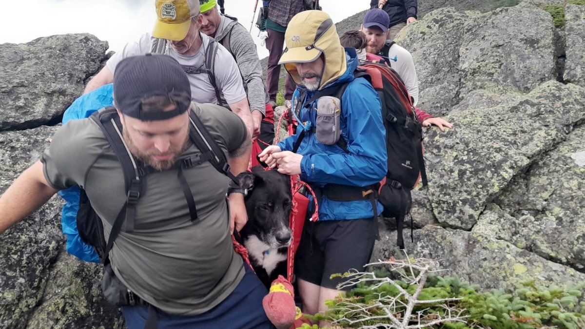 Volunteers help carry injured dog down from Mount Jefferson in New ...