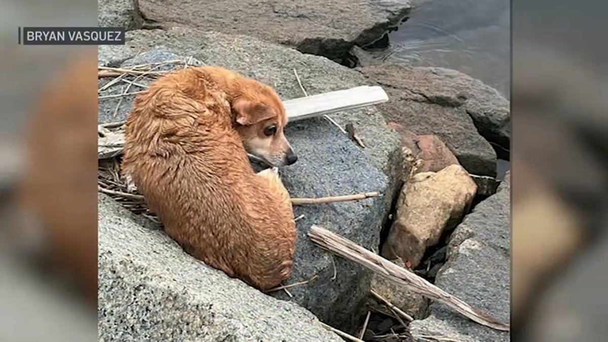 Dog found wet, shaking and alone along river in East Boston – NBC Boston
