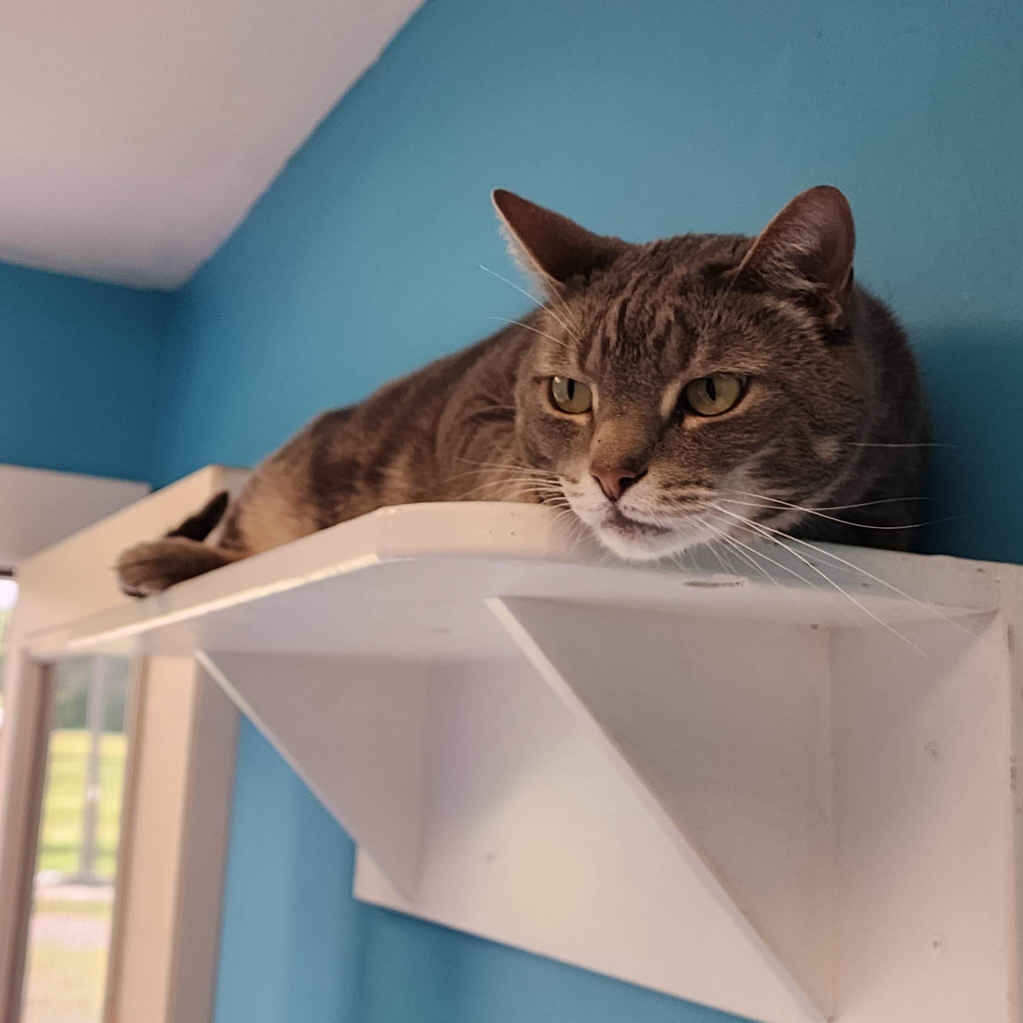 Photos: MSPCA seeks new homes for animals after Vermont flooding – NBC ...